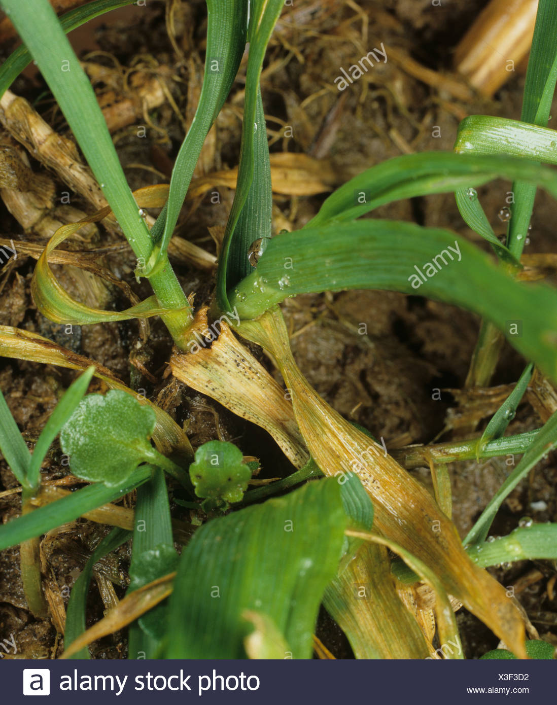 Septoria Tritici Septoria Tritici High Resolution Stock Photography and ...