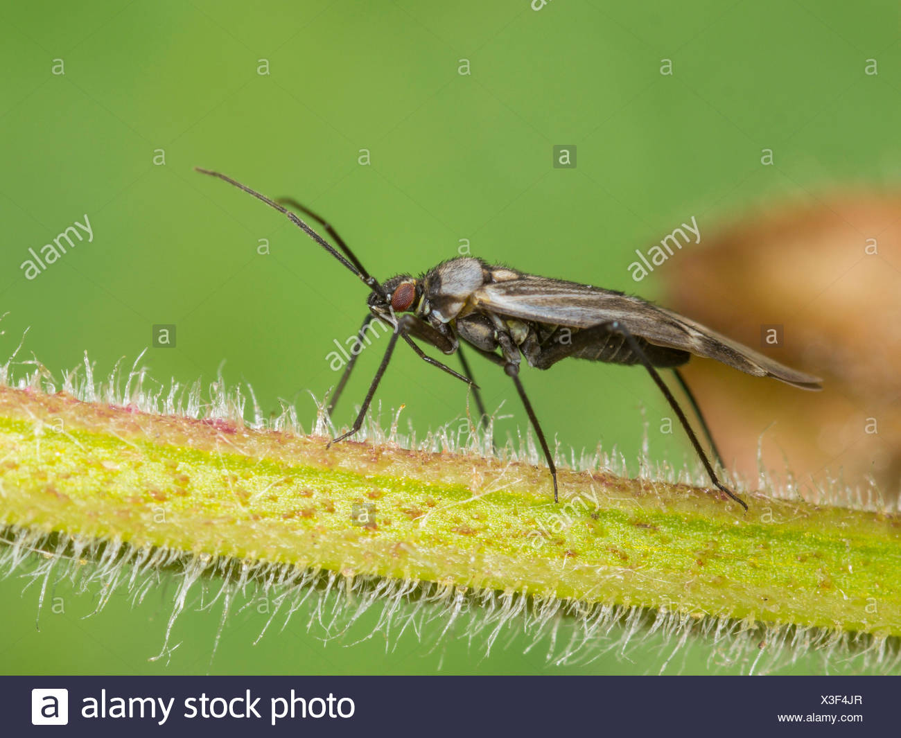Capsid Bug Stock Photos & Capsid Bug Stock Images - Alamy