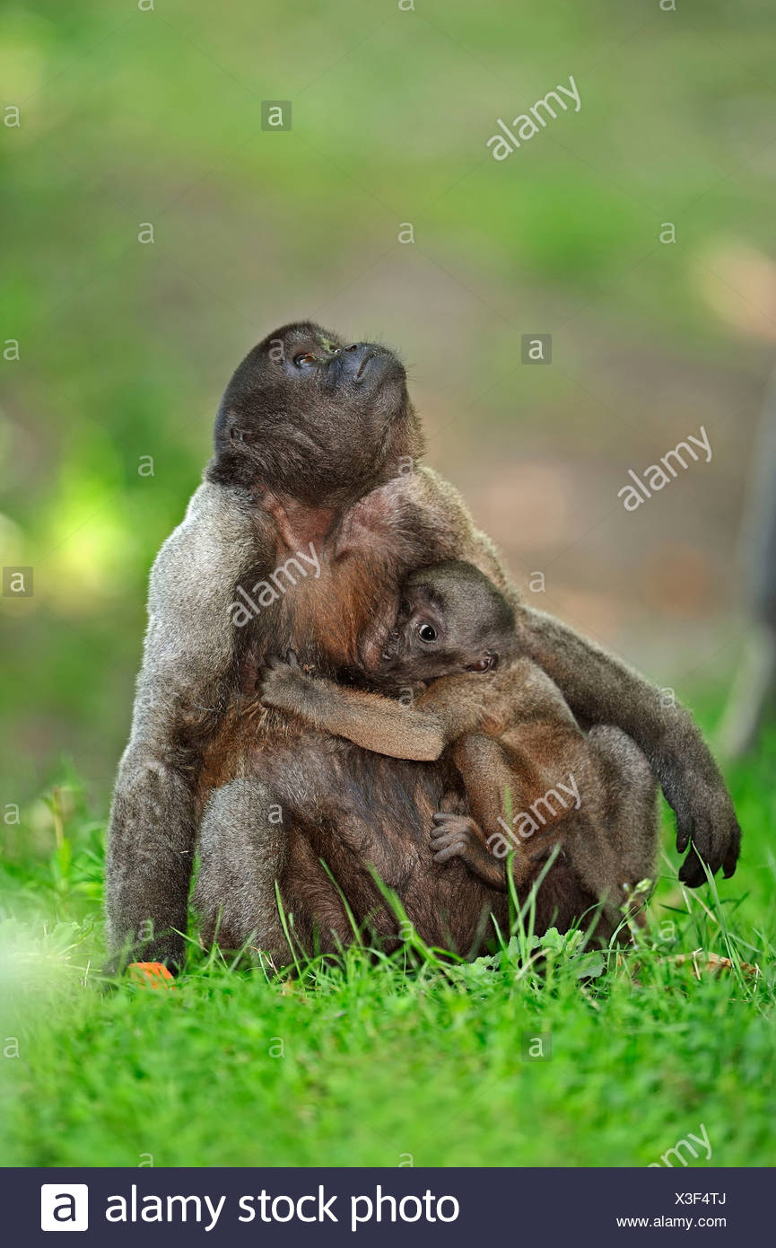 Common Woolly Monkey High Resolution Stock Photography and Images - Alamy
