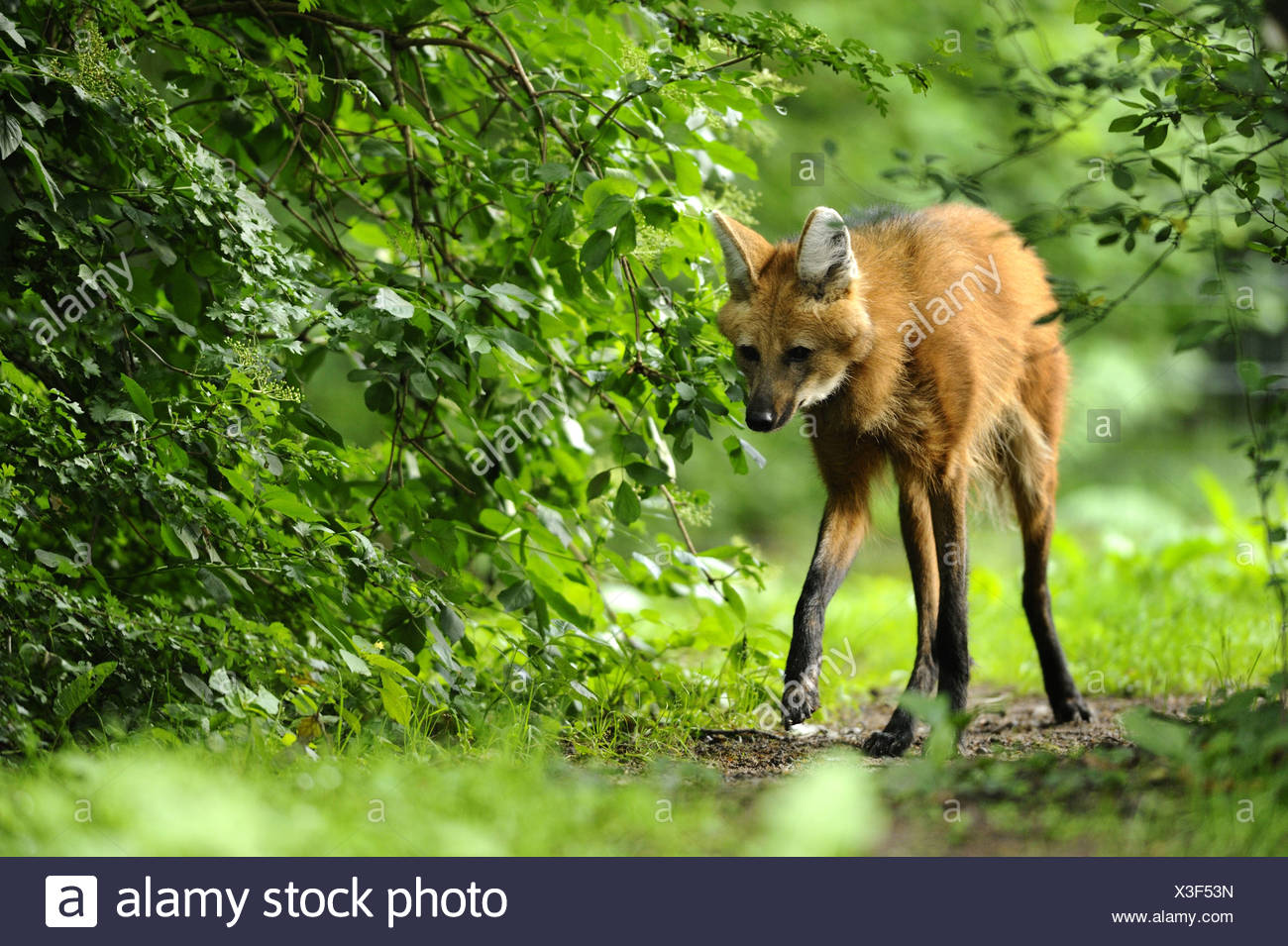 South American Wolf High Resolution Stock Photography and Images - Alamy