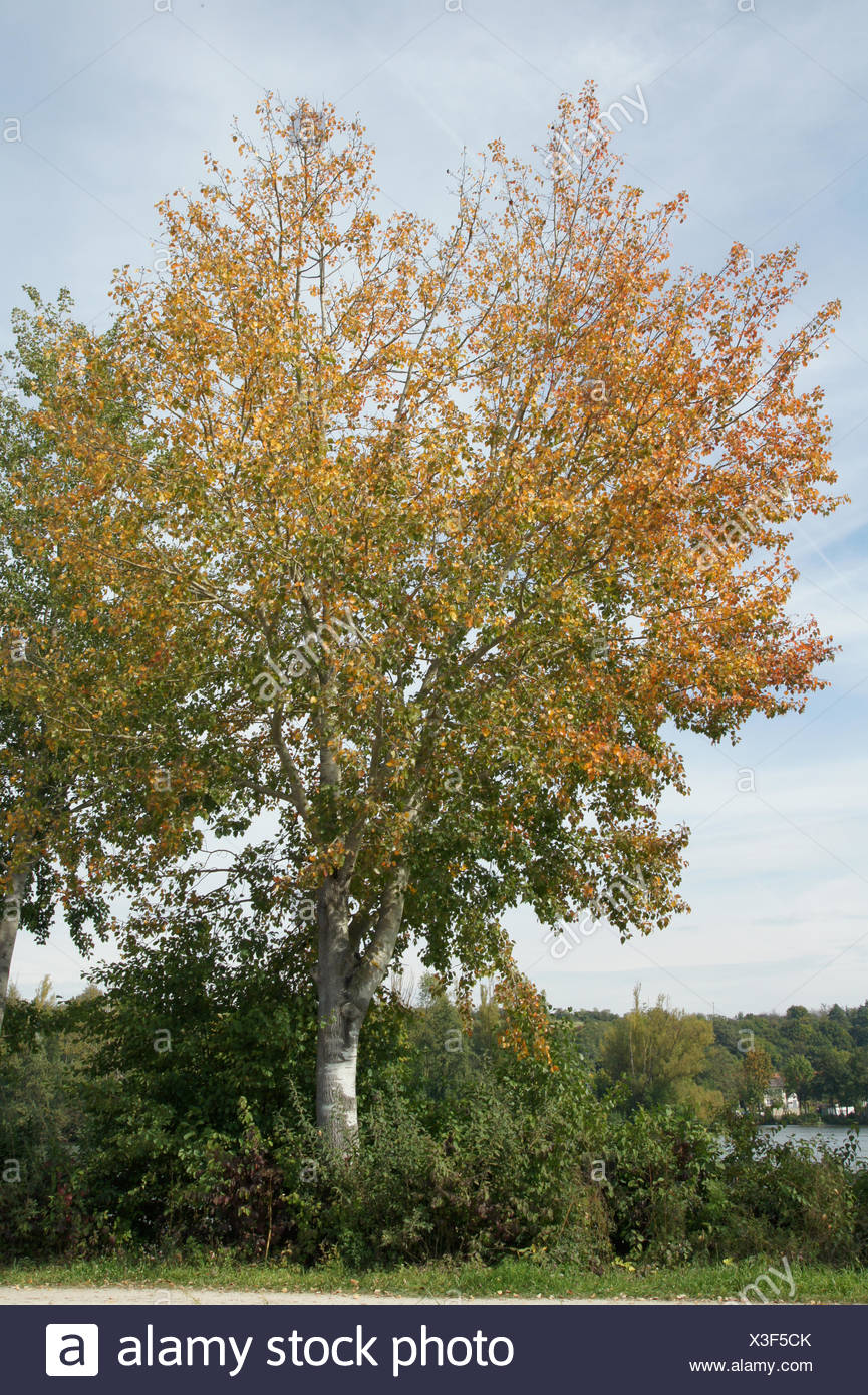 Grey Poplar Populus Canescens High Resolution Stock Photography and ...