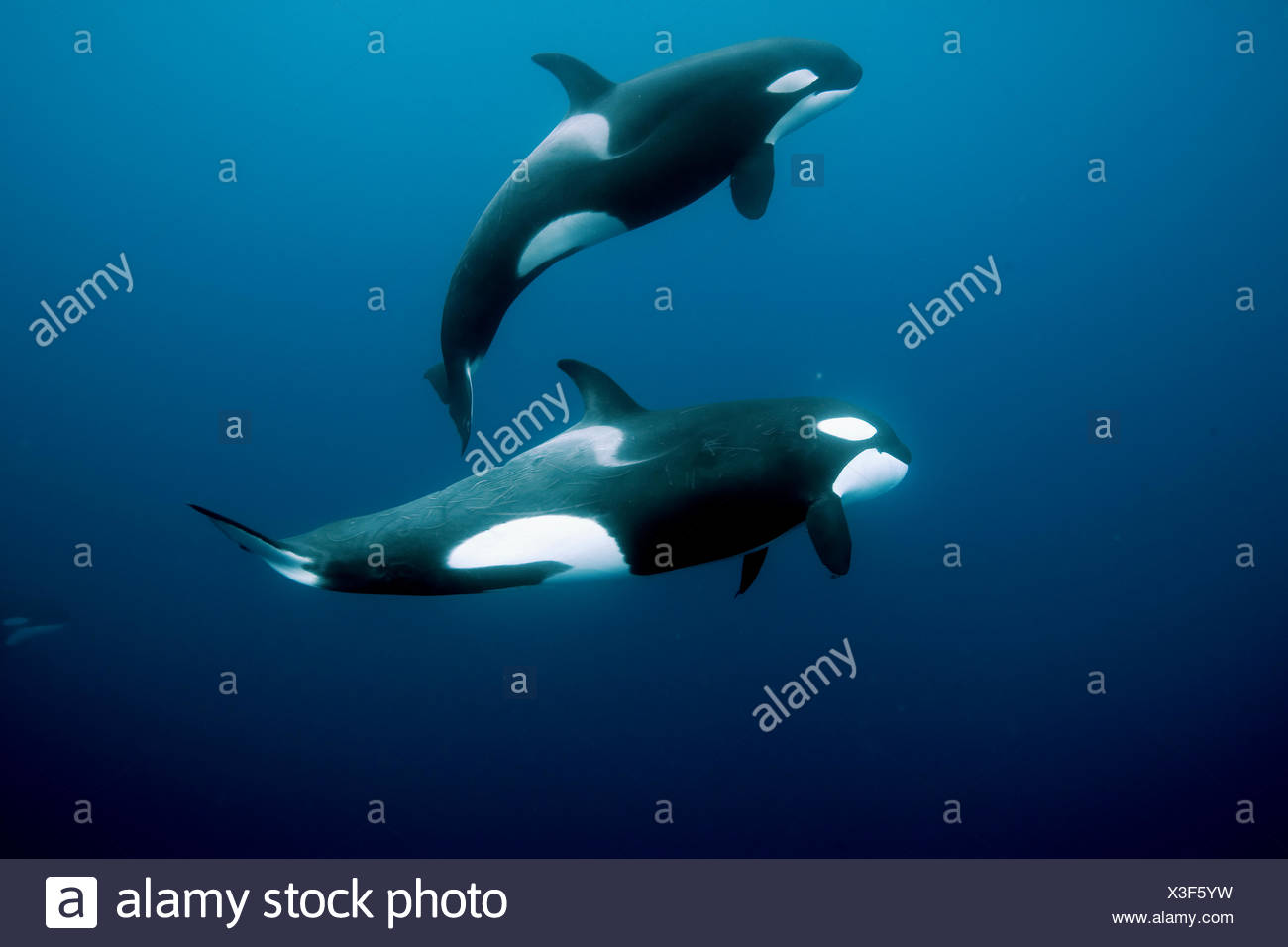 Killer Whales High Resolution Stock Photography and Images - Alamy