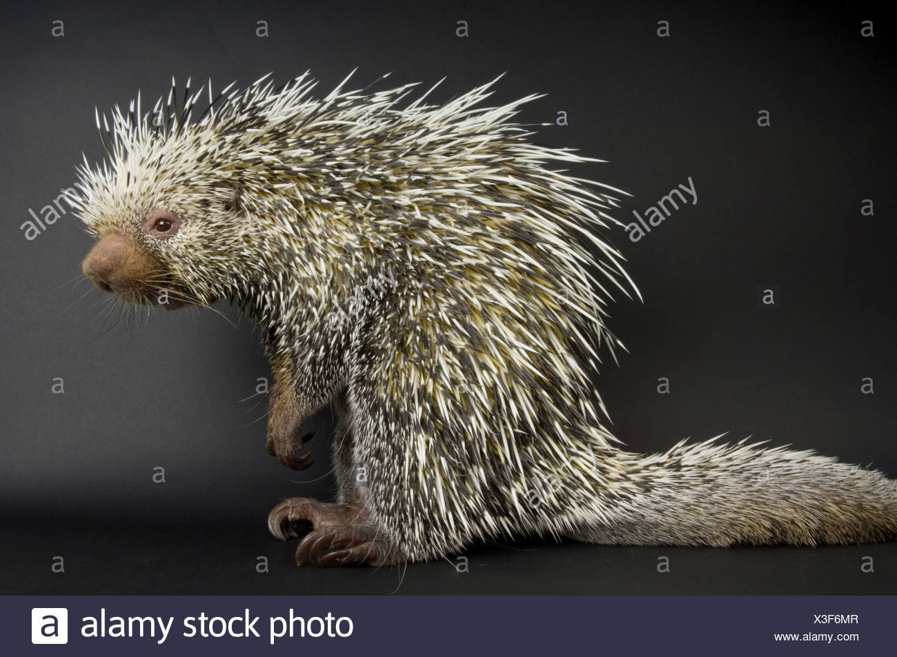 Coendou High Resolution Stock Photography and Images - Alamy