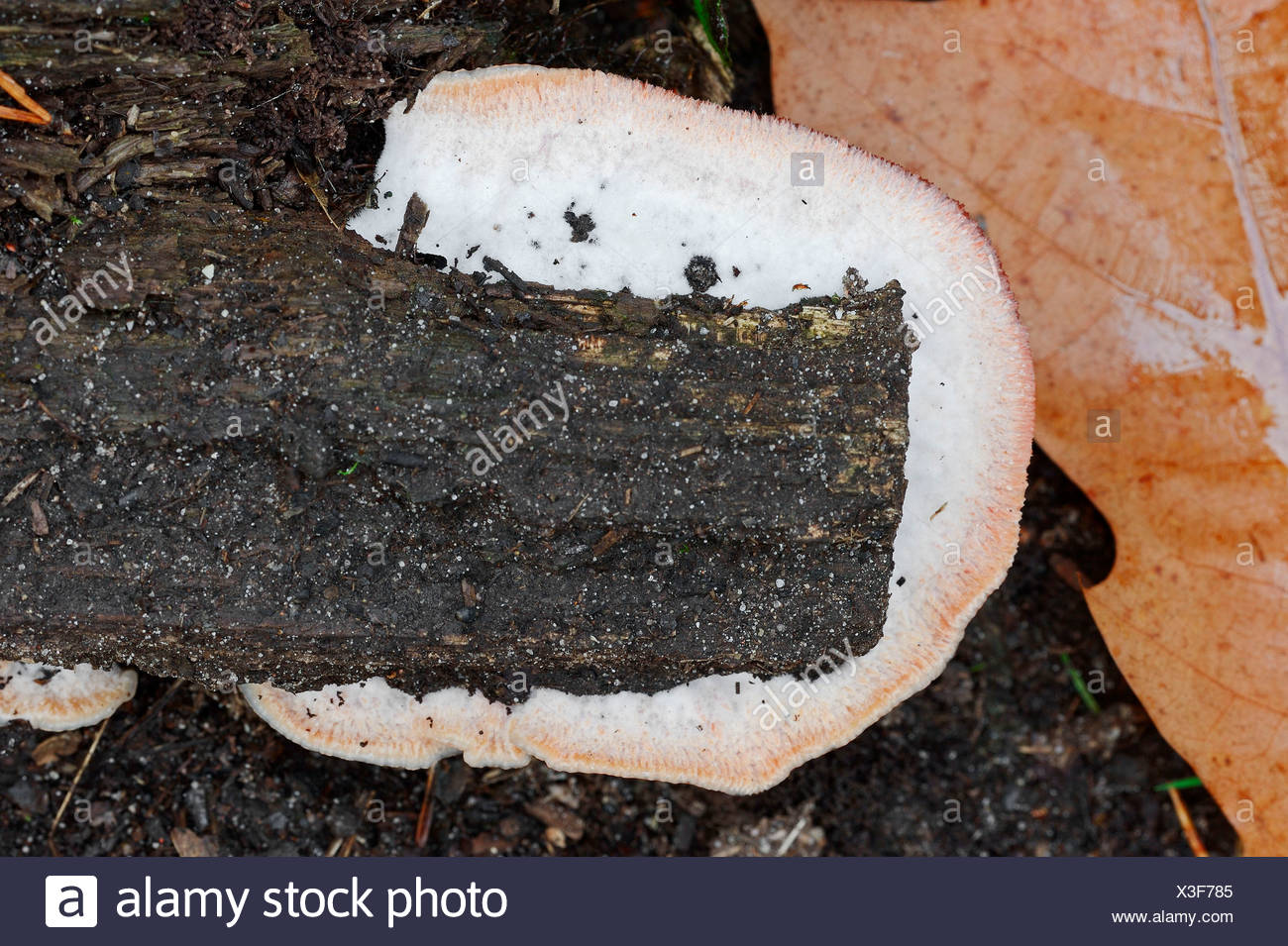 White Rot Fungus Stock Photos & White Rot Fungus Stock Images - Alamy