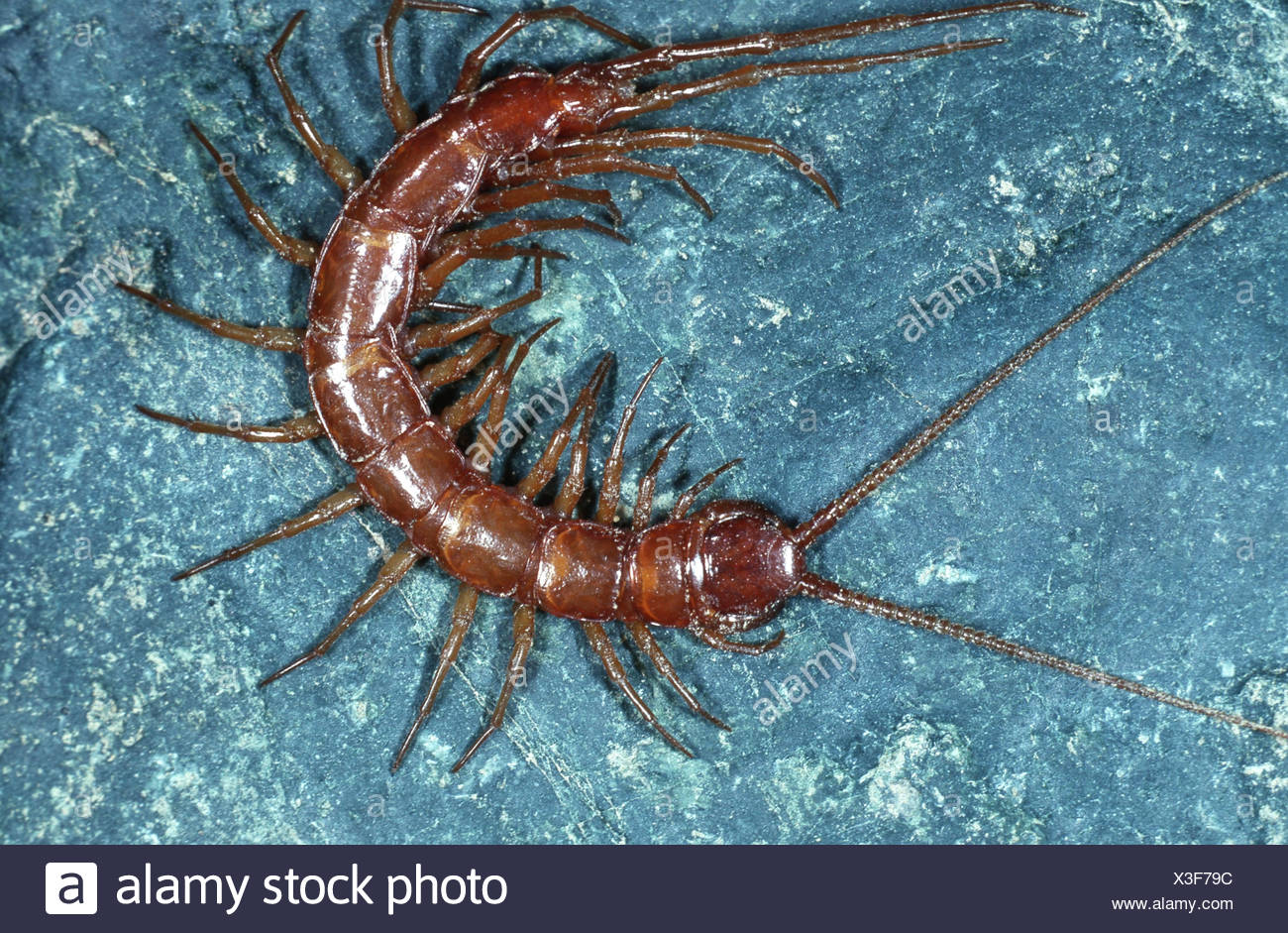 Garden Centipede High Resolution Stock Photography and Images - Alamy