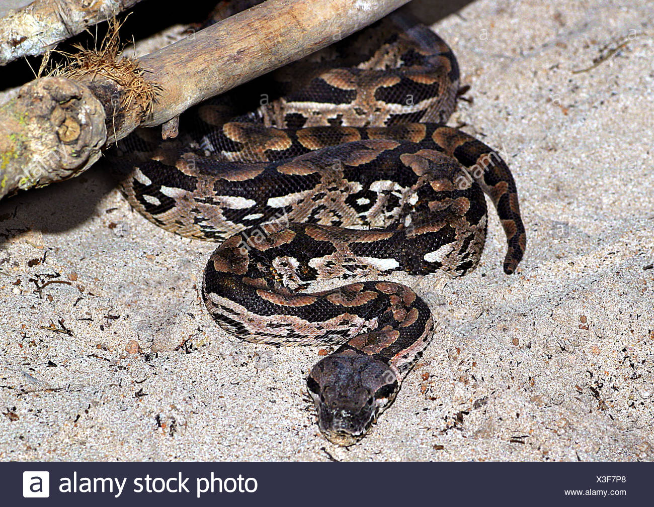 Dumerili High Resolution Stock Photography and Images - Alamy