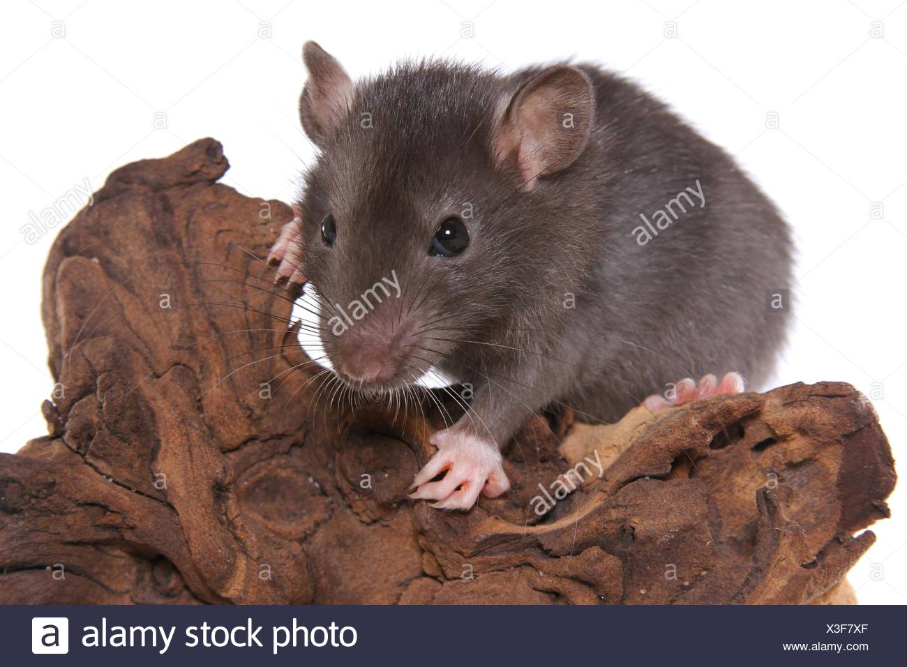 Root Rat Stock Photos & Root Rat Stock Images - Alamy
