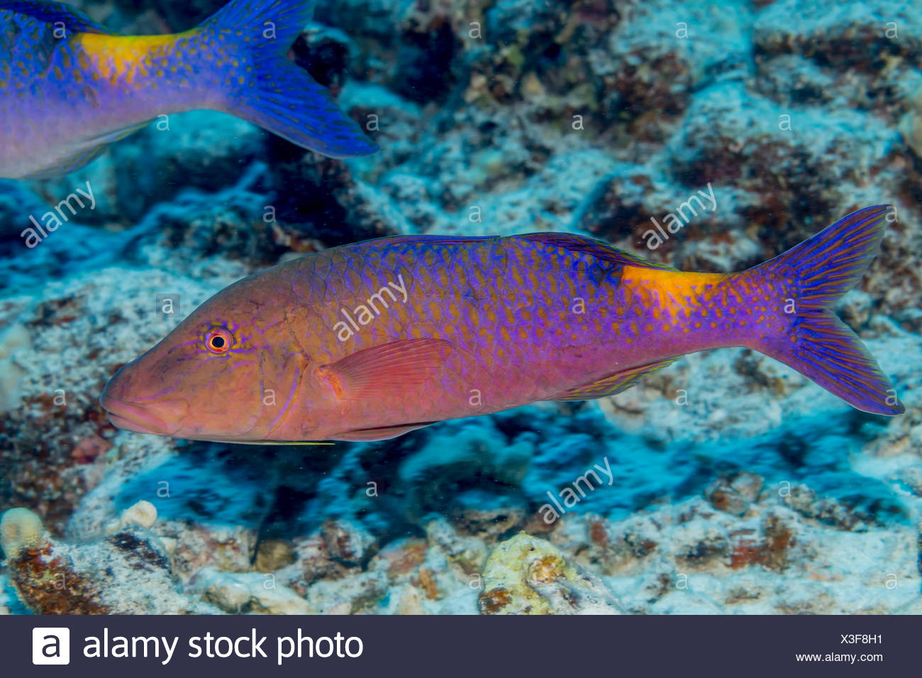 Goatfish Hawaii Stock Photos & Goatfish Hawaii Stock Images - Alamy