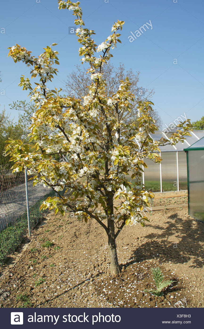 Asian Pear Blossoms High Resolution Stock Photography and Images - Alamy