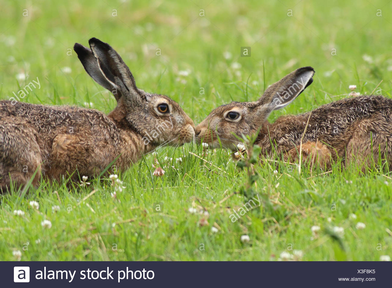 Adult Hare High Resolution Stock Photography and Images - Alamy