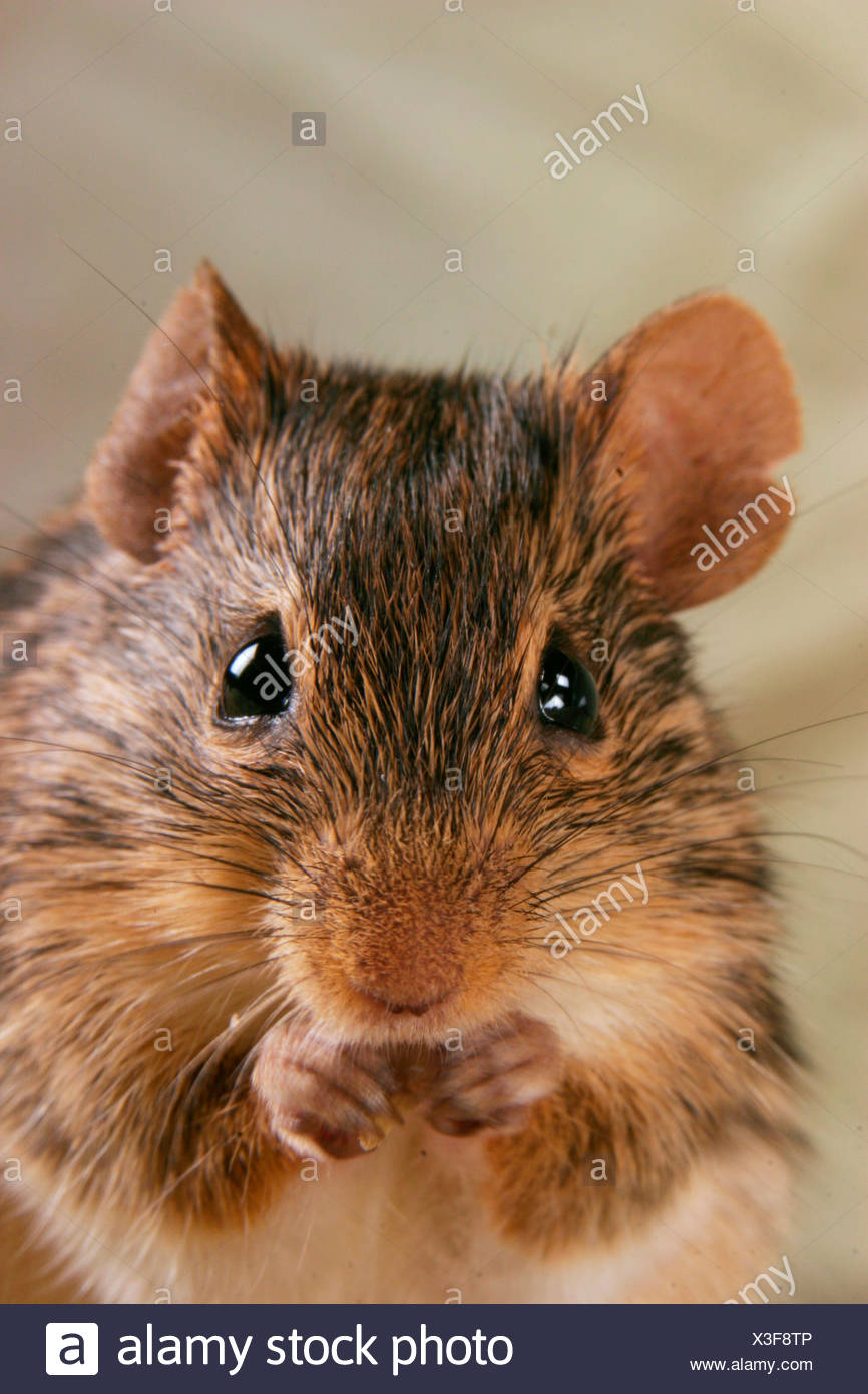 Grasmaus Stock Photos & Grasmaus Stock Images - Alamy