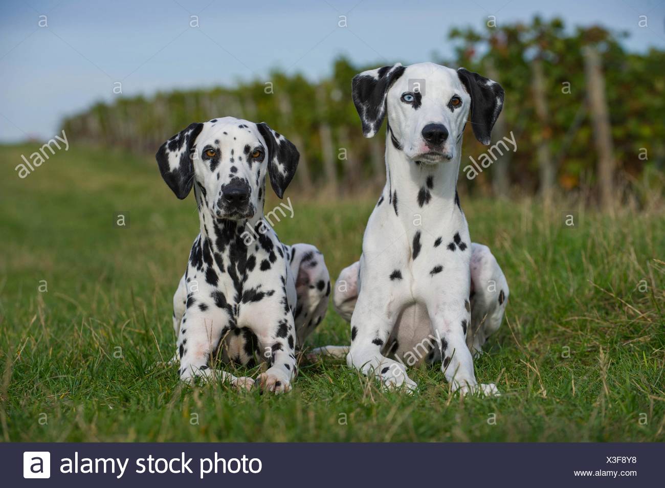 Two Dalmatians High Resolution Stock Photography and Images - Alamy
