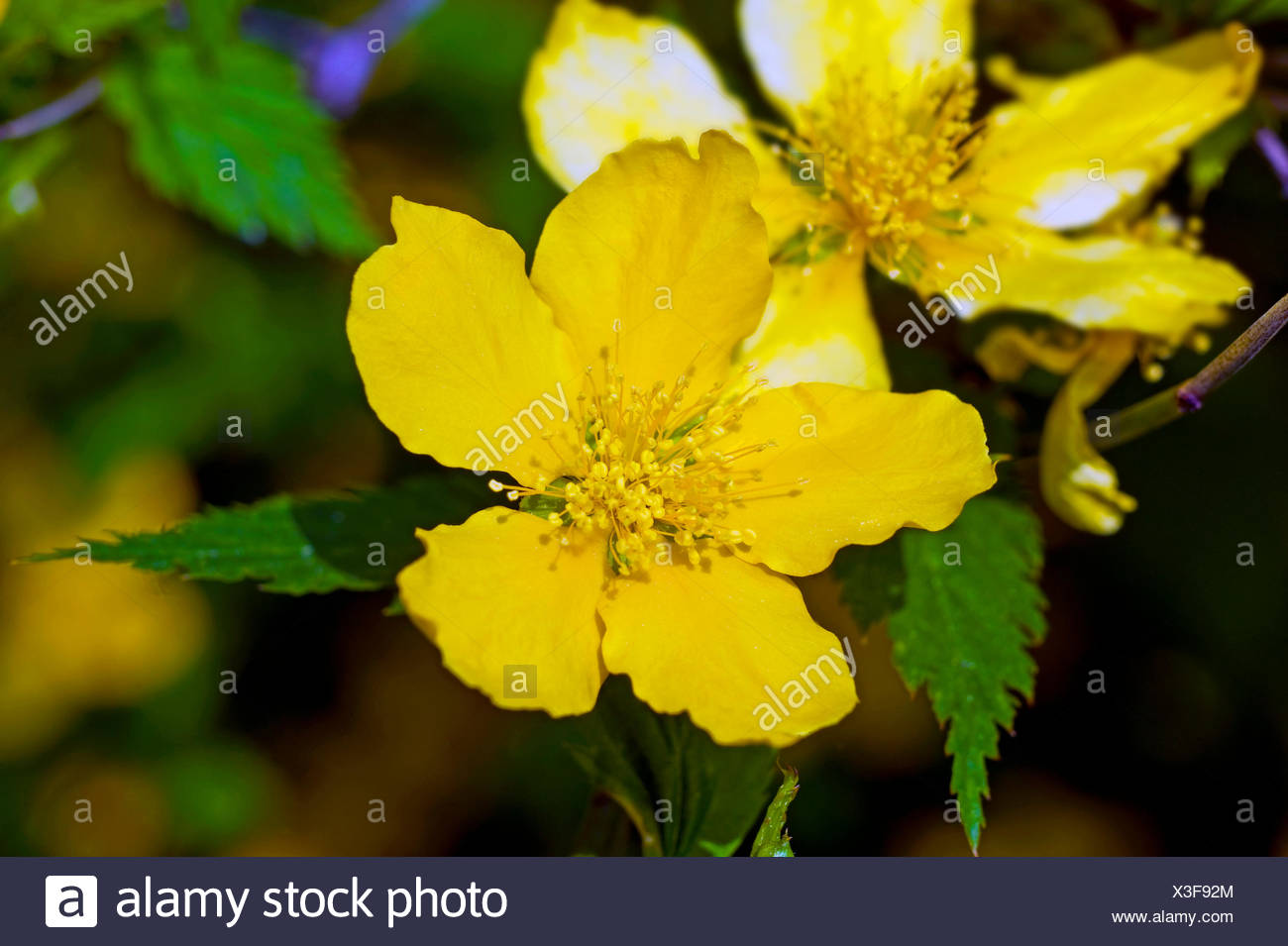 Jews Mallow Kerria Japonica High Resolution Stock Photography and ...