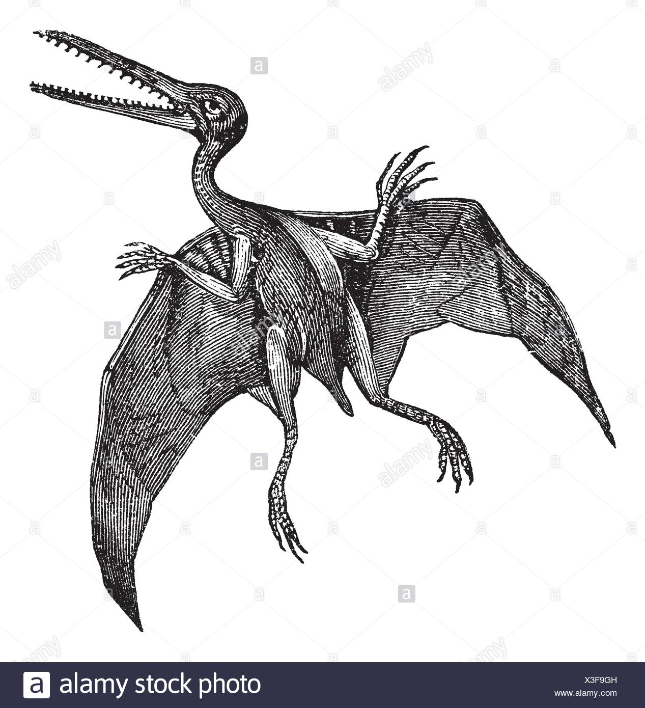 Pterodactylus High Resolution Stock Photography and Images - Alamy
