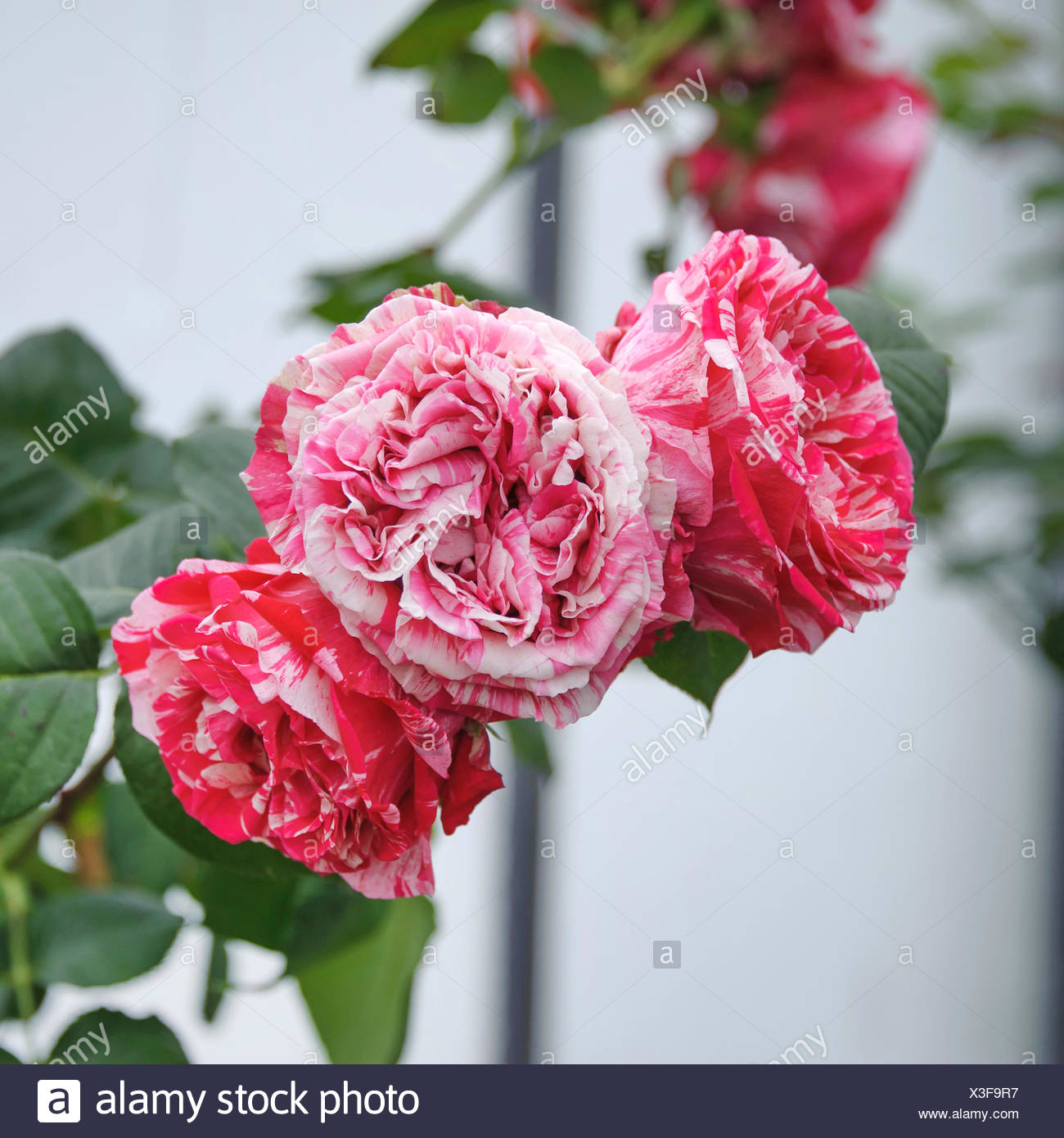 Rose Nostalgie High Resolution Stock Photography and Images - Alamy