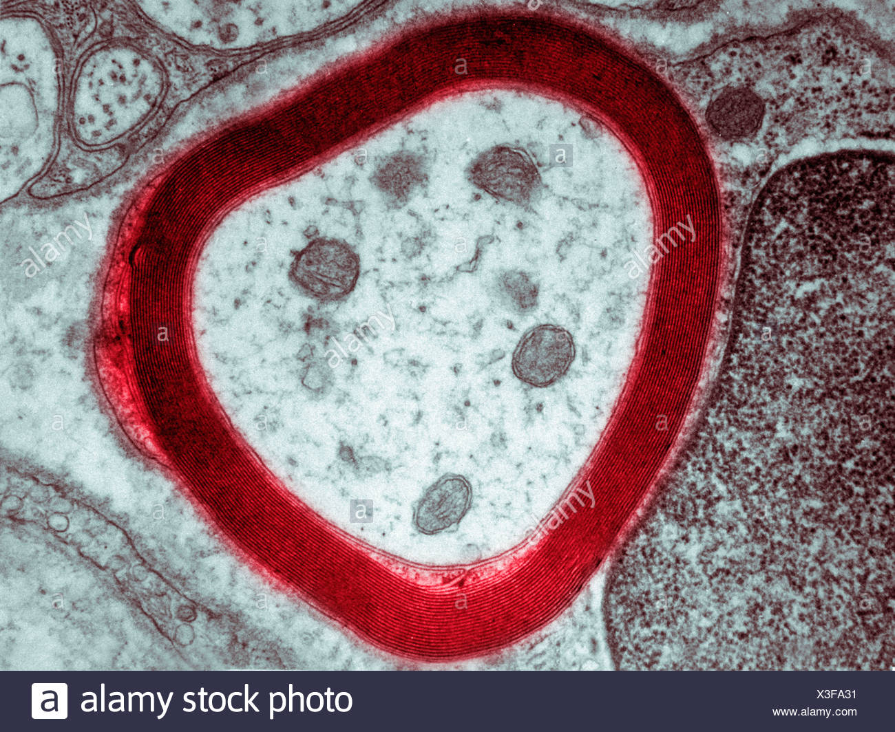 Myelin Sheath Stock Photos & Myelin Sheath Stock Images - Alamy
