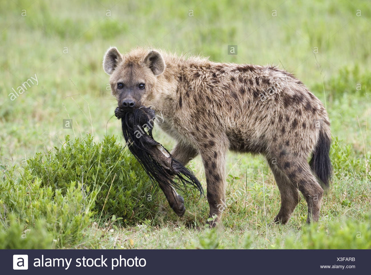 Old Hyena High Resolution Stock Photography and Images - Alamy