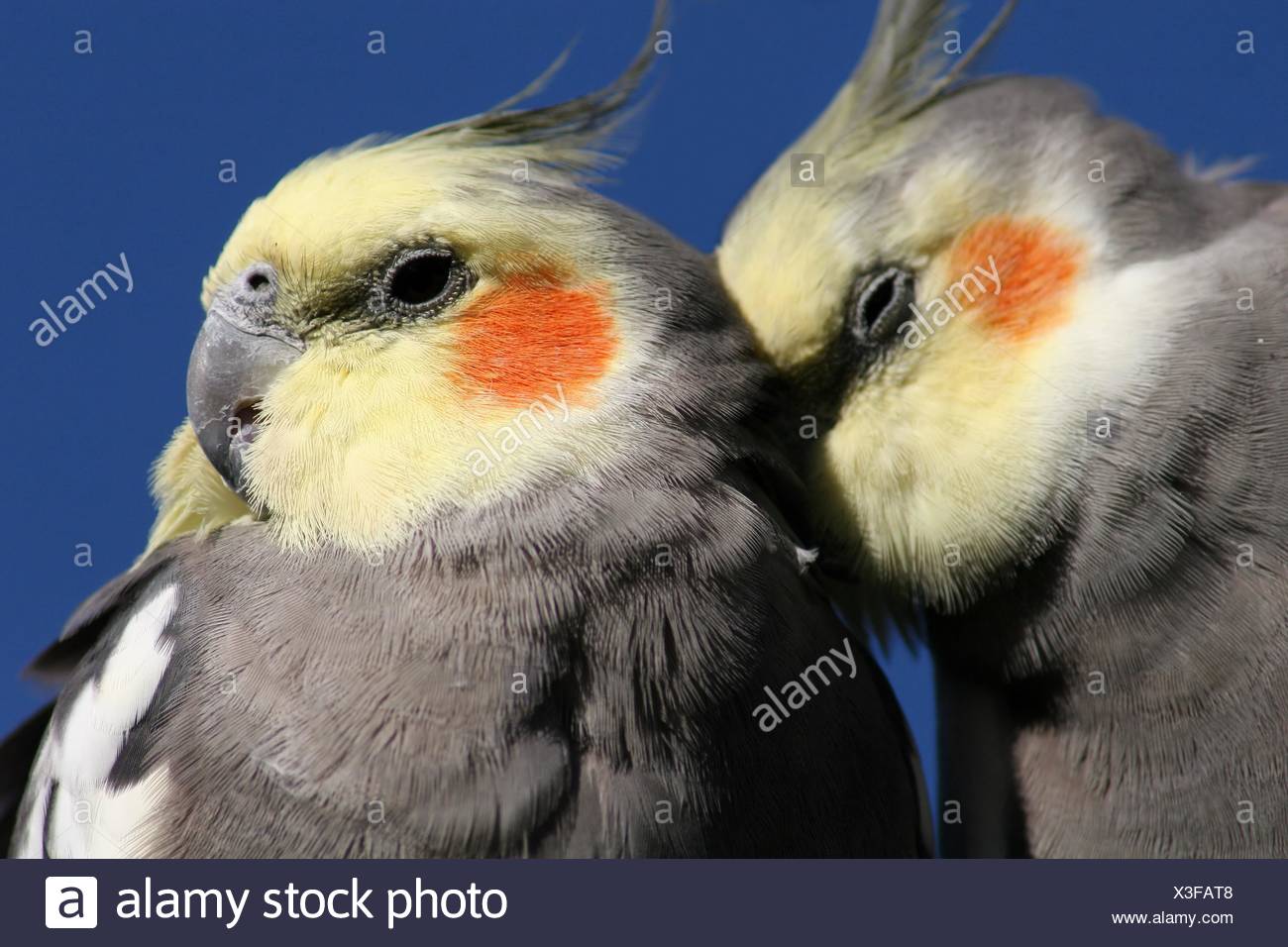 Cockatiel Bird Pair Stock Photos & Cockatiel Bird Pair Stock Images - Alamy
