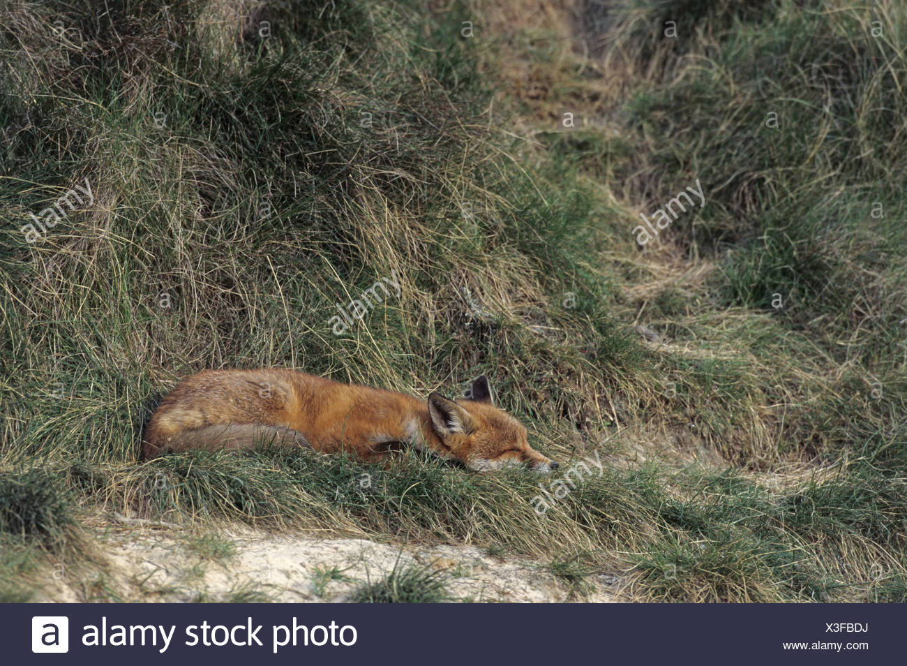 Foxs Burrow High Resolution Stock Photography and Images - Alamy