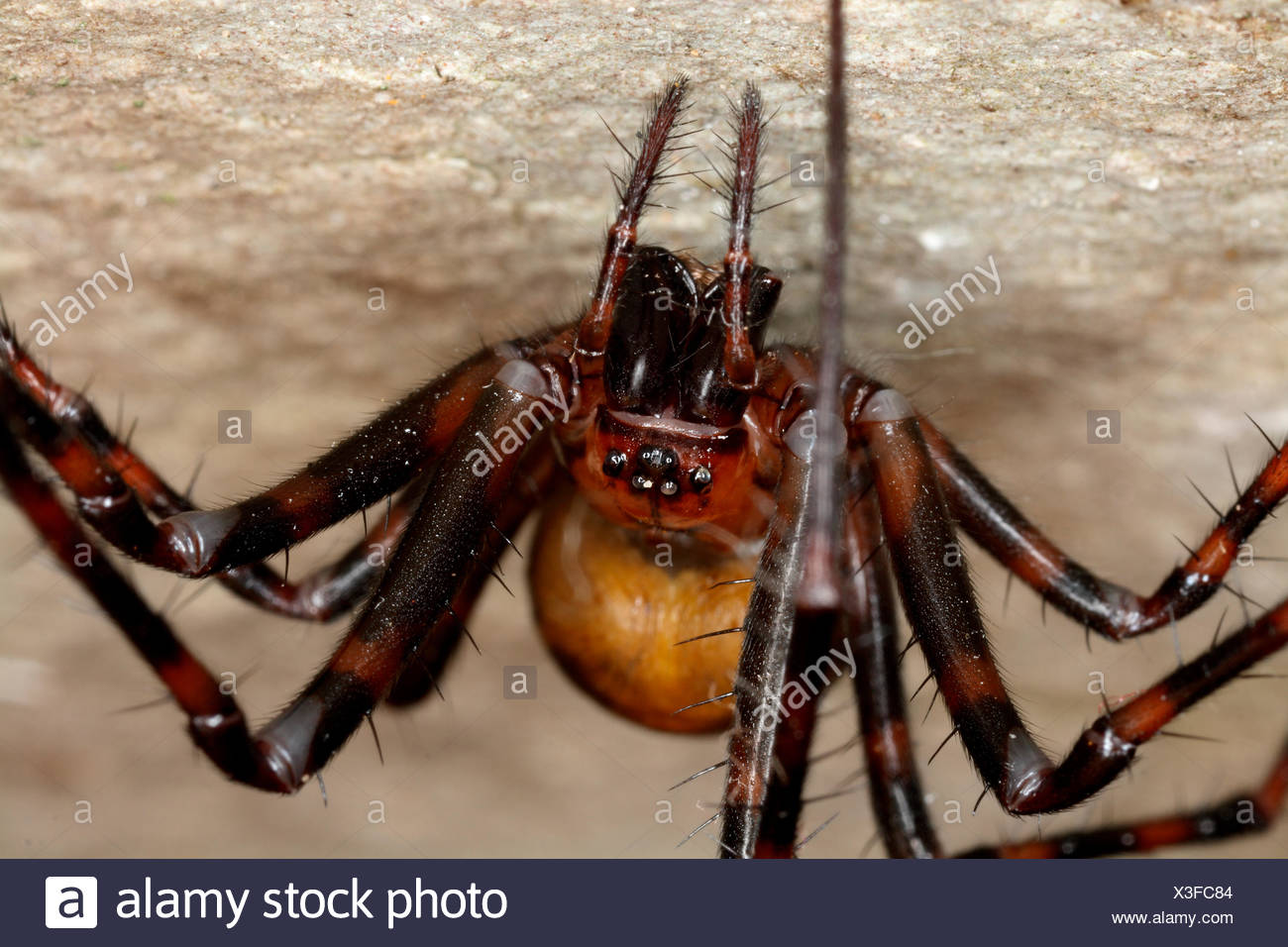 Cave Spider High Resolution Stock Photography and Images - Alamy