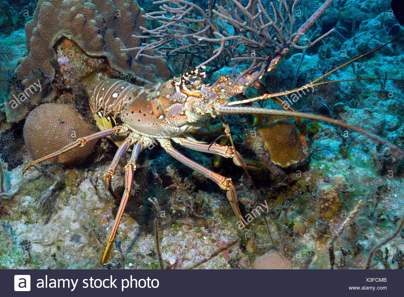 Spiny Lobster High Resolution Stock Photography and Images - Alamy