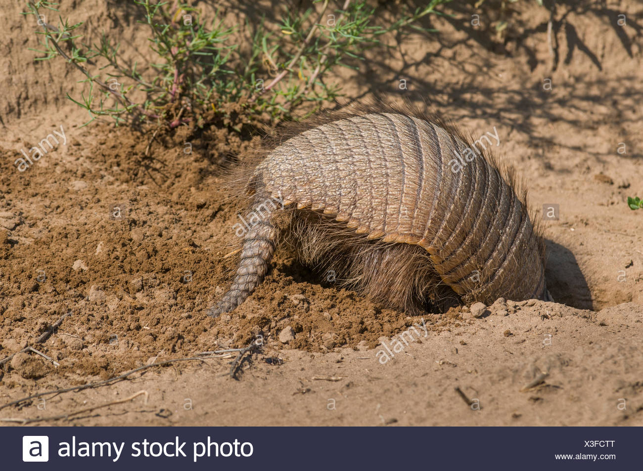 Large Armadillo High Resolution Stock Photography and Images - Alamy