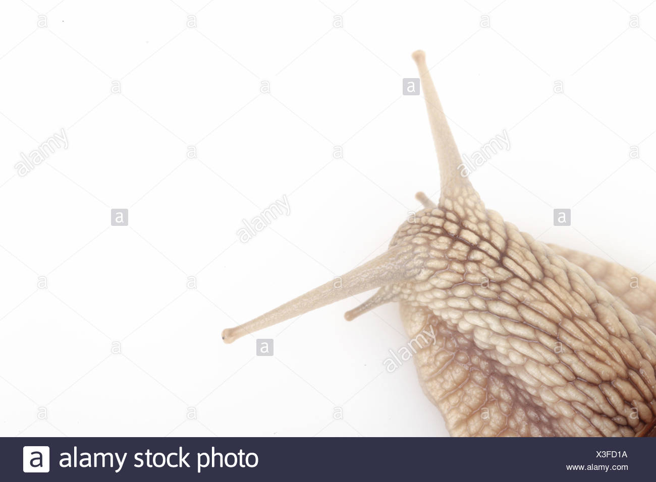 Species Of Snail High Resolution Stock Photography and Images - Alamy
