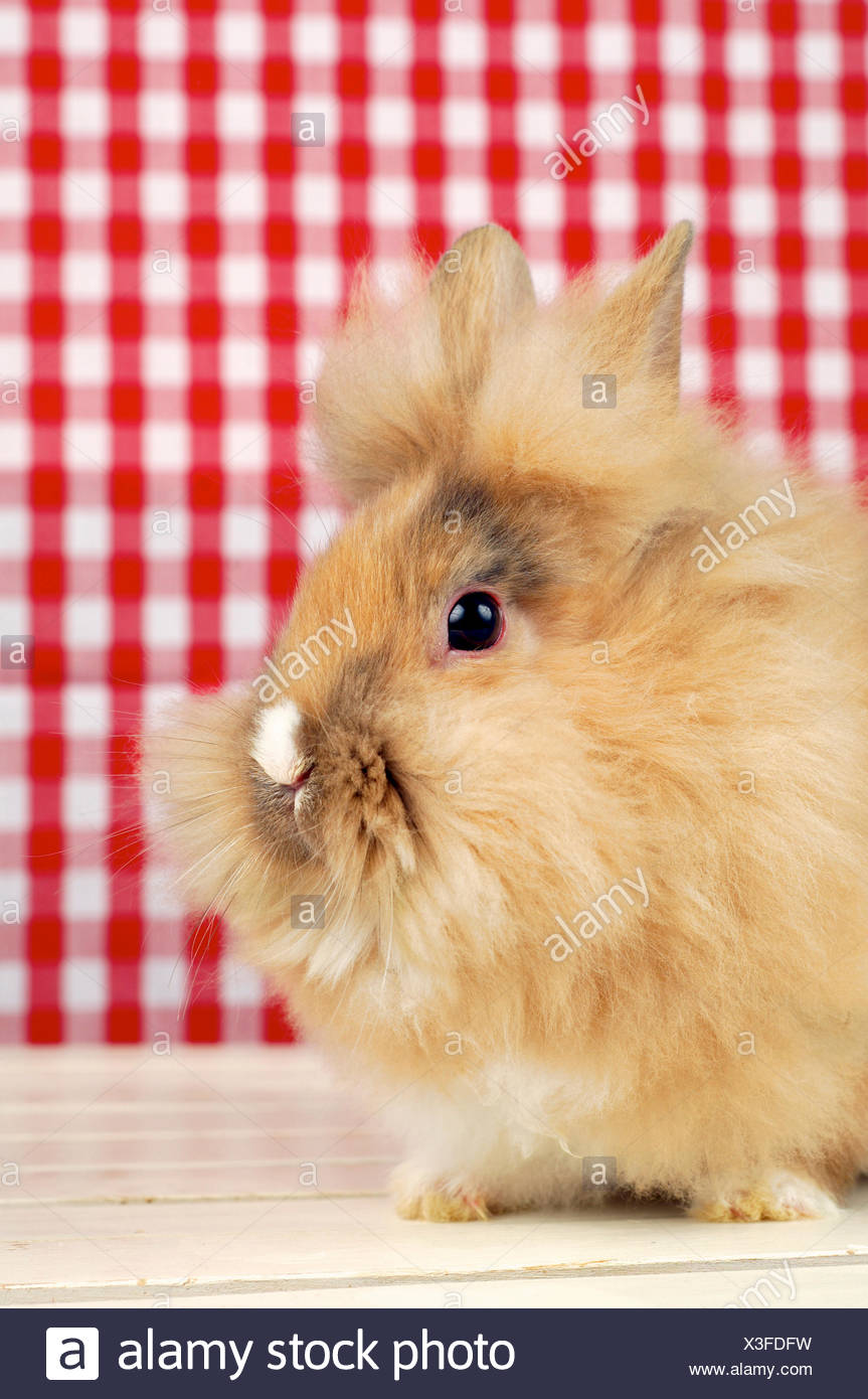 Lionhead Rabbit Dwarf Rabbit High Resolution Stock Photography and ...