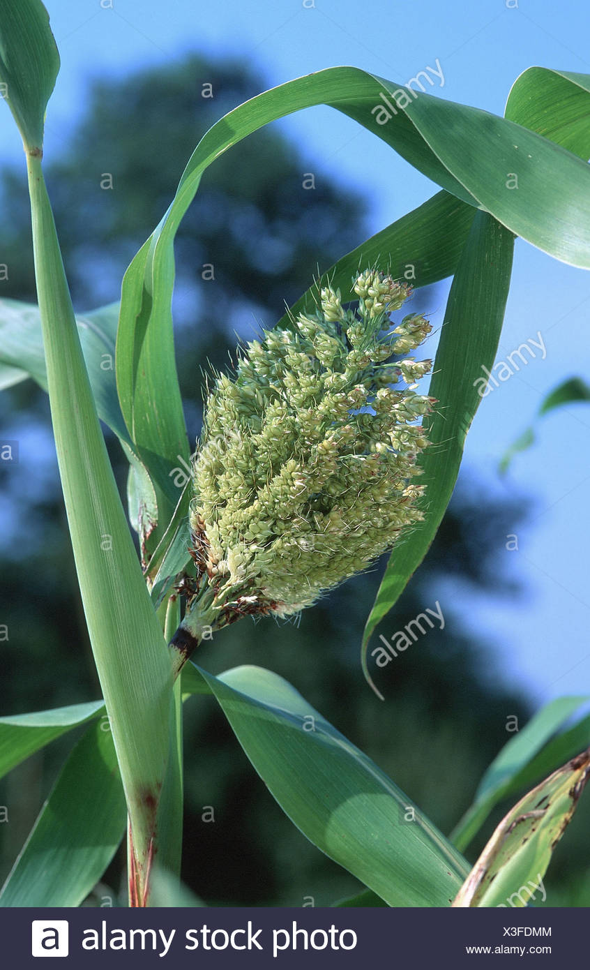 Wind Pollination Grasses Stock Photos & Wind Pollination Grasses Stock ...