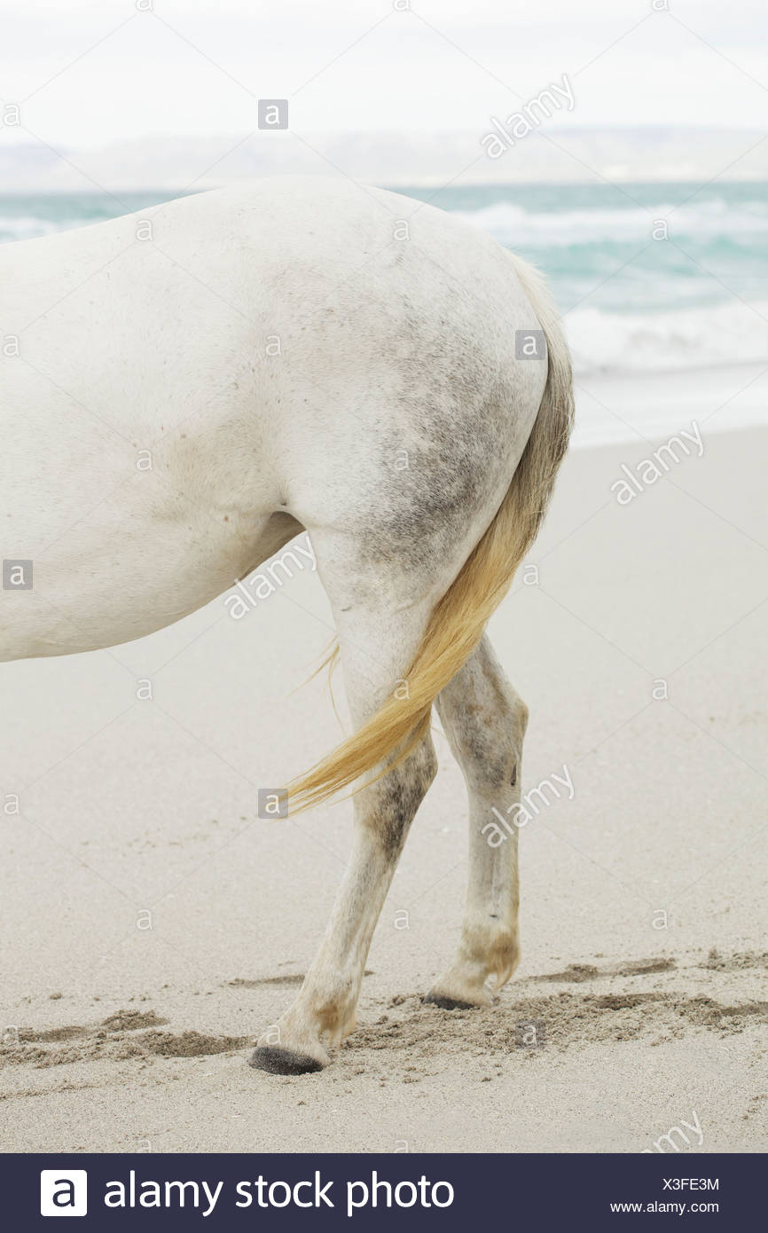 Rear End Horse Stock Photos & Rear End Horse Stock Images - Alamy