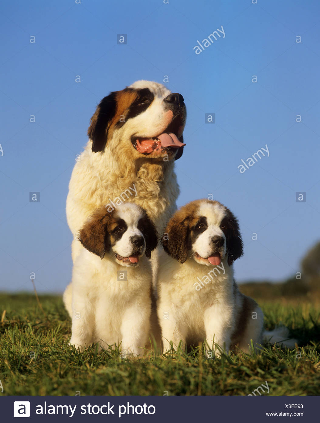Saint Bernards Sitting High Resolution Stock Photography and Images - Alamy