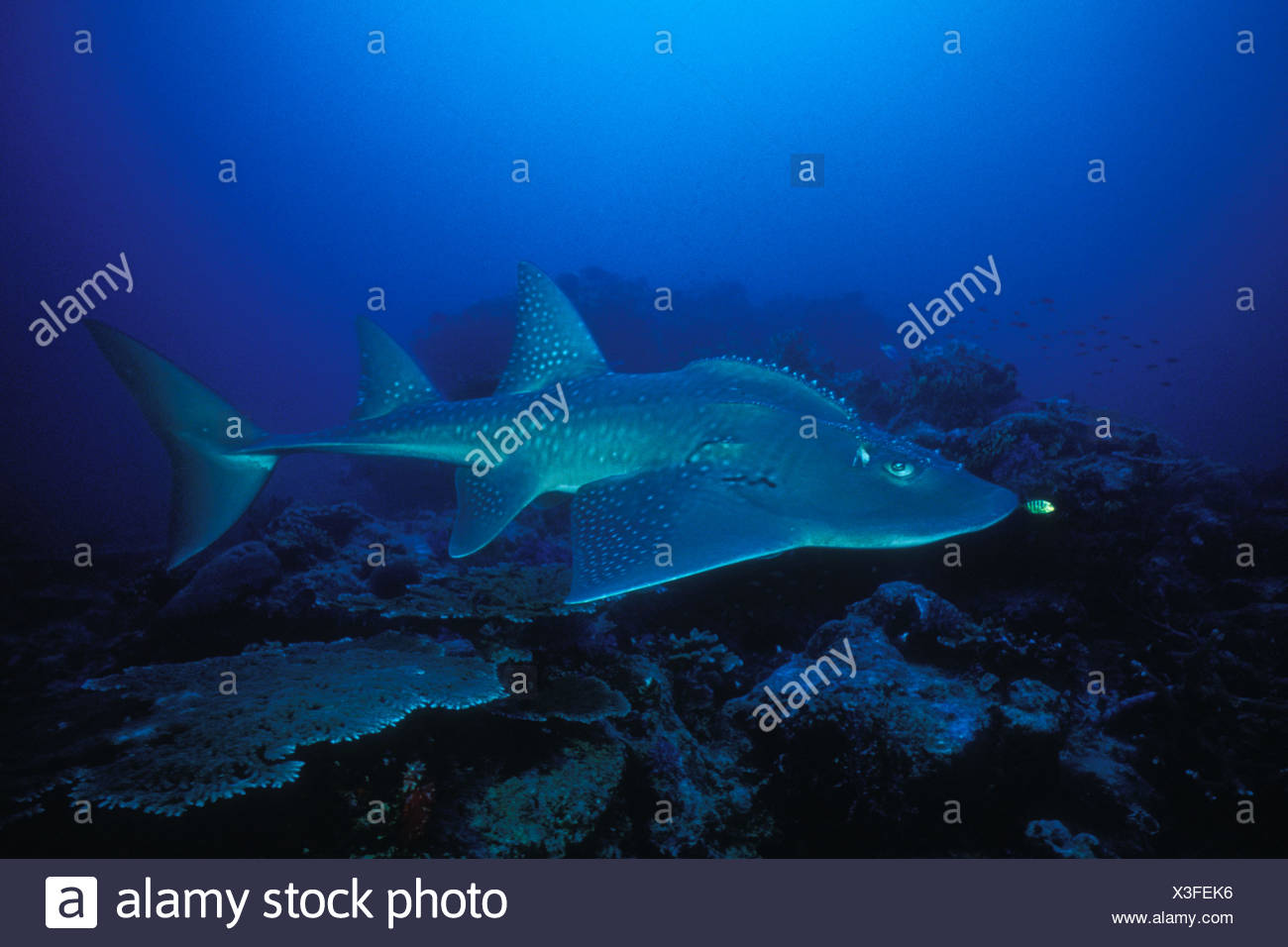 Bowmouth Guitarfish Rhina Ancylostoma High Resolution Stock Photography ...