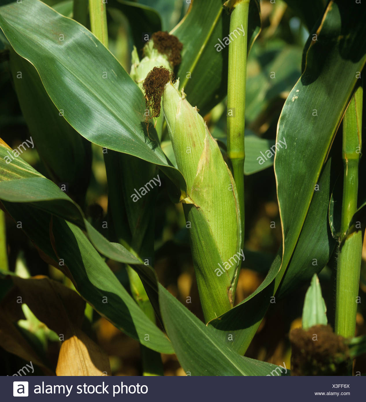 Maize High Resolution Stock Photography and Images - Alamy