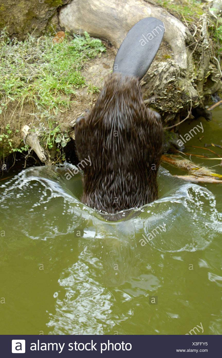 Beaver Tails High Resolution Stock Photography and Images - Alamy