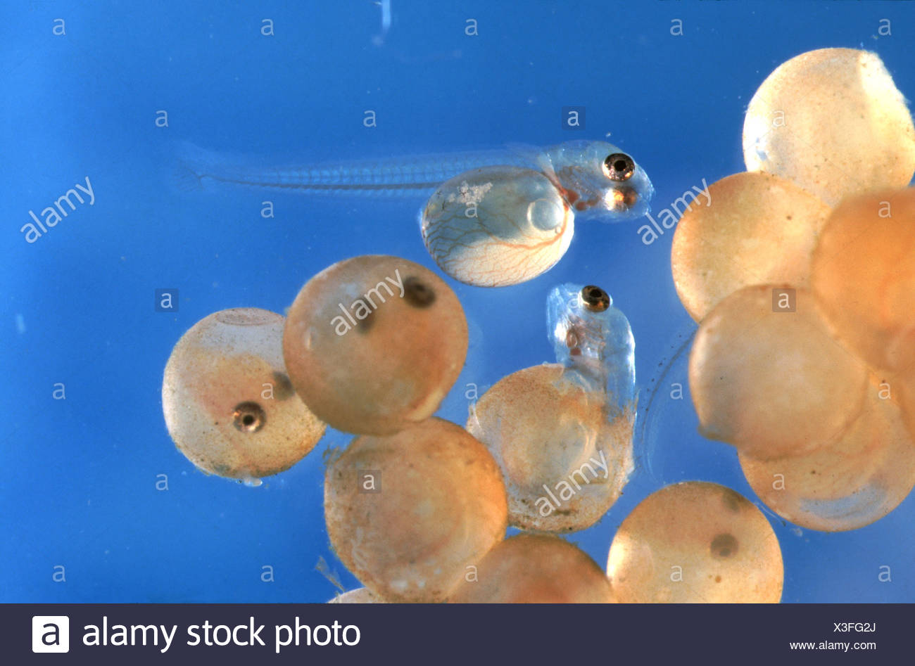 Fish Egg Larvae High Resolution Stock Photography and Images - Alamy
