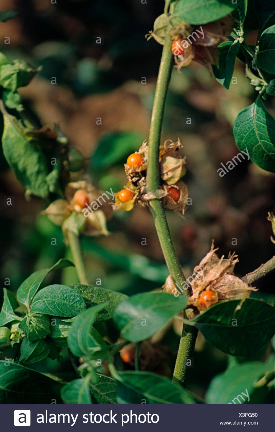 Ashwagandha Plant High Resolution Stock Photography and Images - Alamy