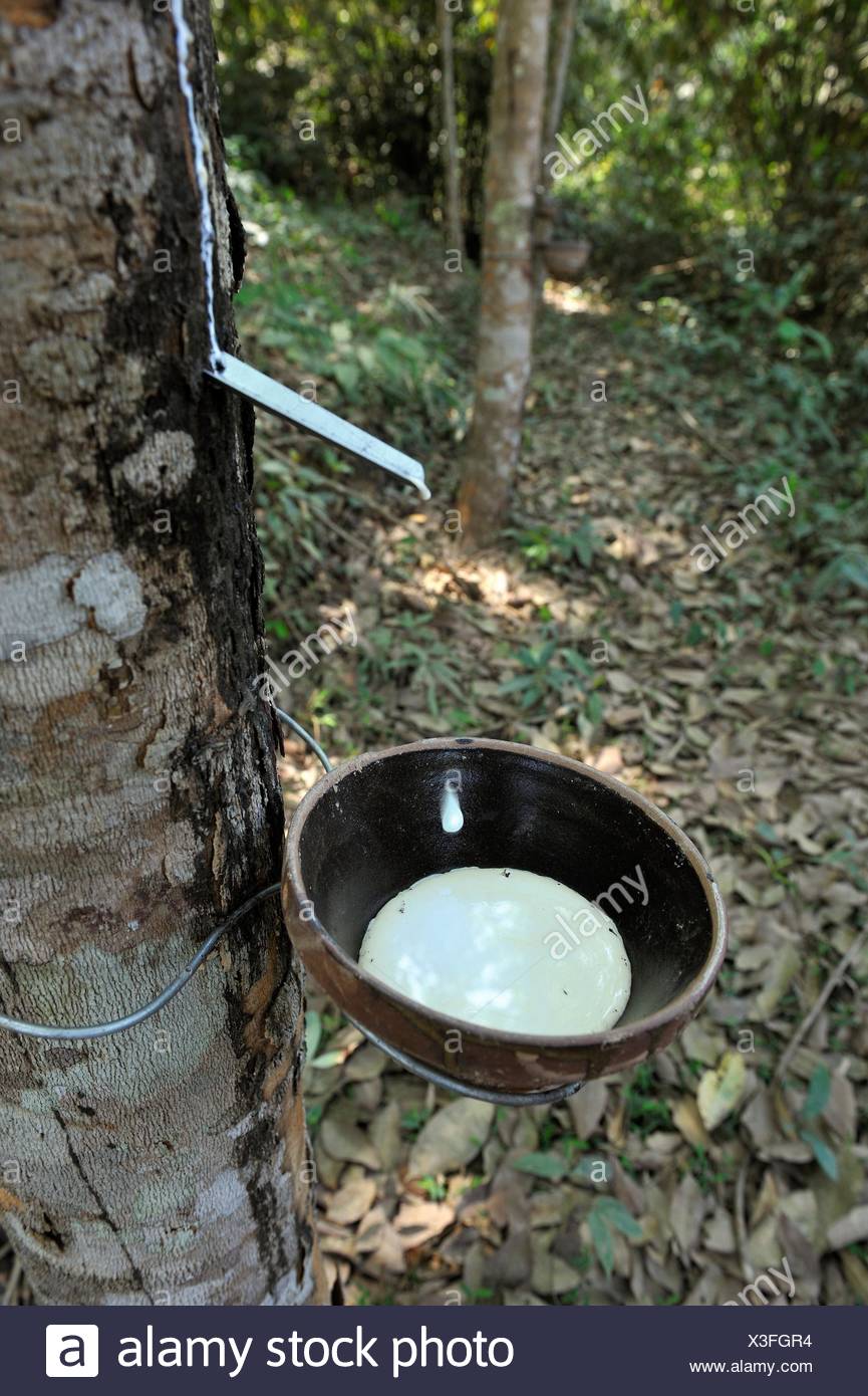 Rubber Tapping High Resolution Stock Photography and Images - Alamy