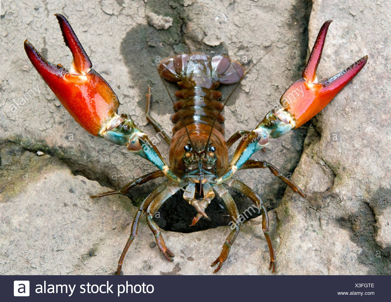 Pacifastacus Leniusculus High Resolution Stock Photography and Images ...