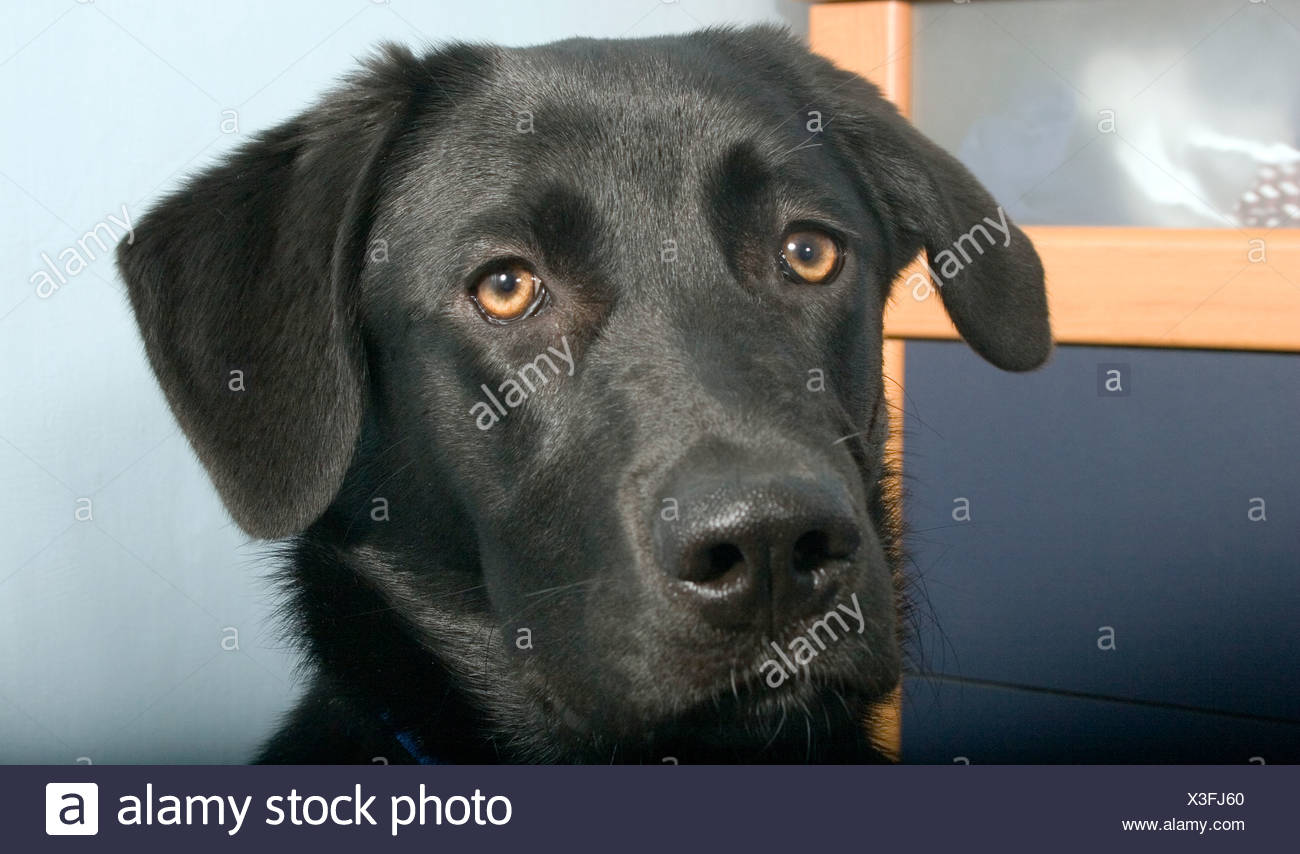 Labrador Crossbreed Pup Stock Photos & Labrador Crossbreed Pup Stock ...