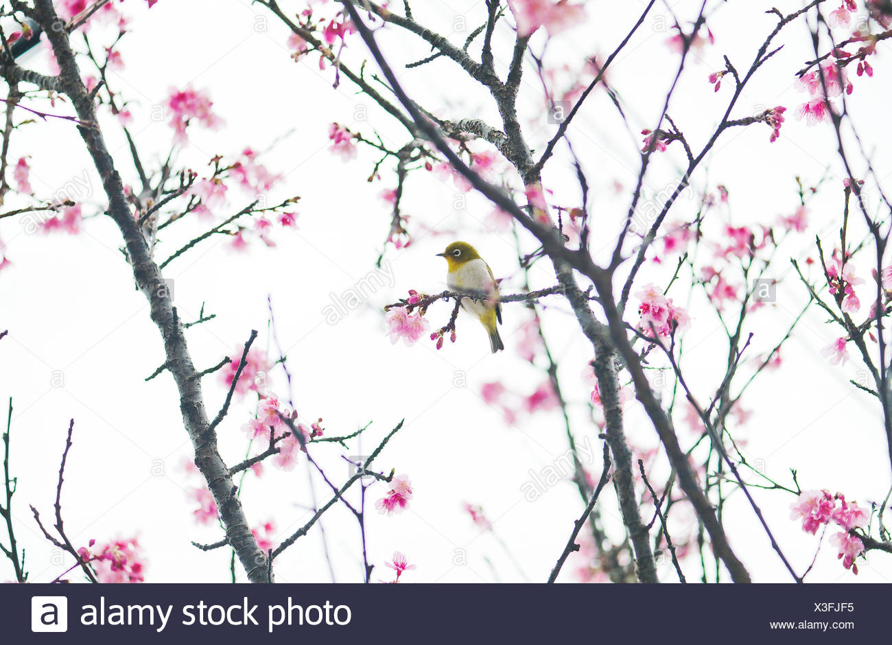 Cherry Blossom Tree Birds On Stock Photos & Cherry Blossom Tree Birds ...