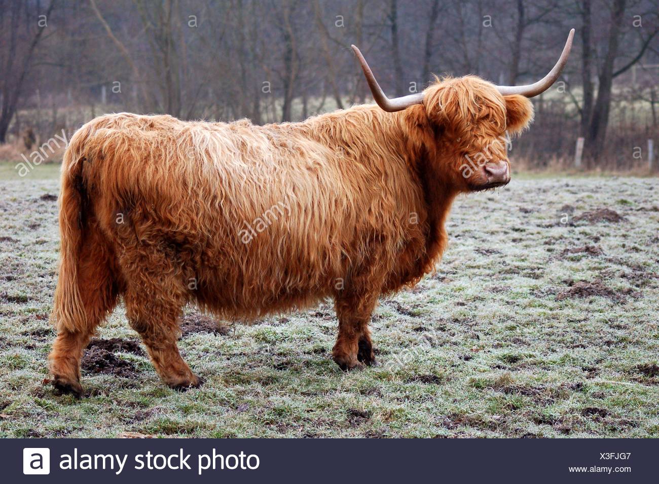 Highland Cattle Breed High Resolution Stock Photography and Images - Alamy