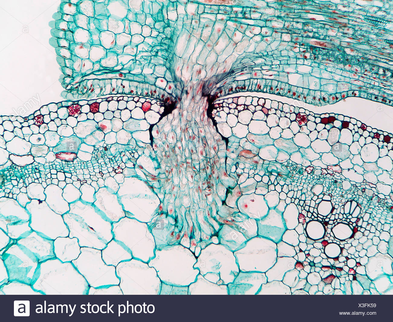 Haustoria Stock Photos & Haustoria Stock Images - Alamy