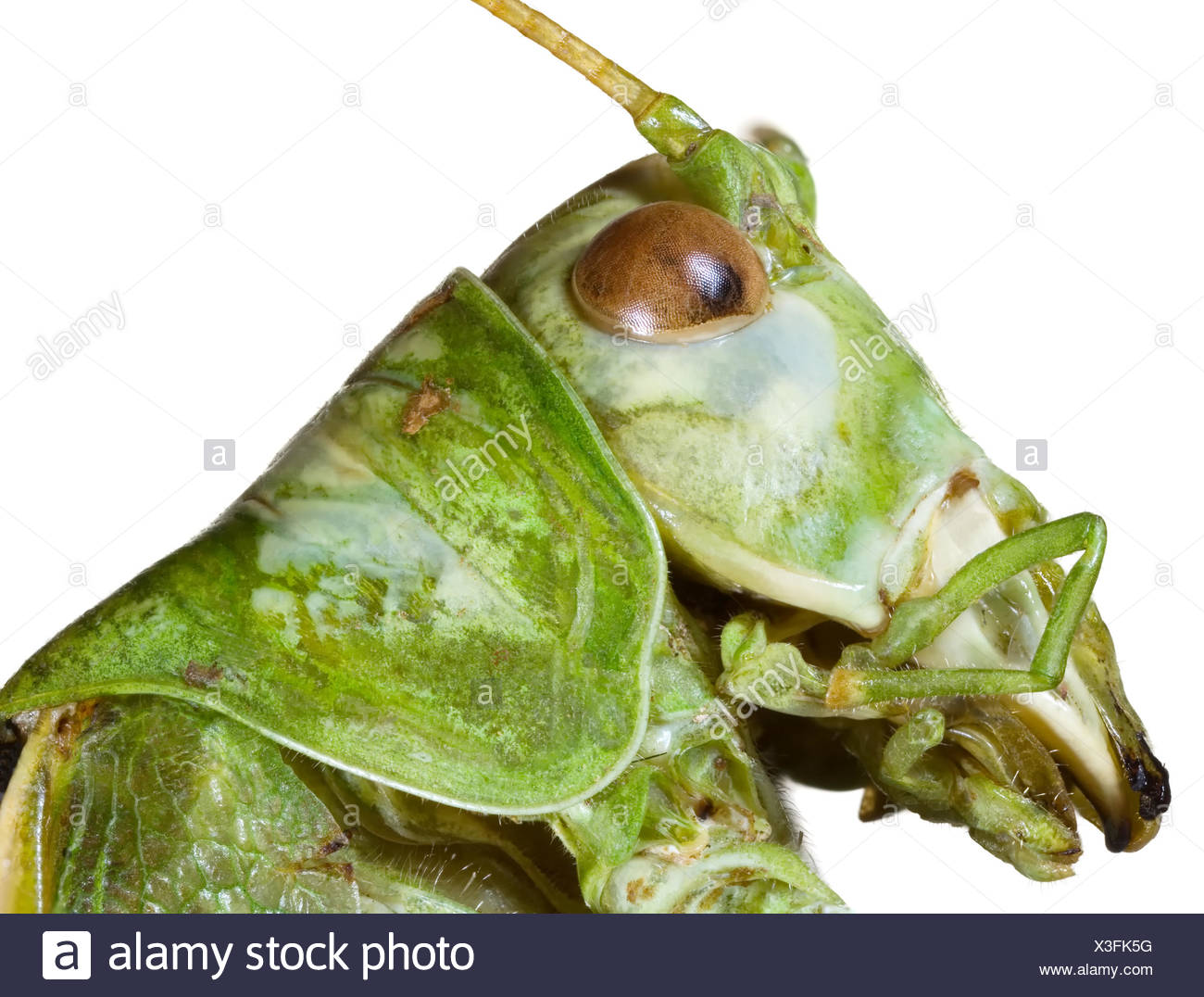 Locust Face Stock Photos & Locust Face Stock Images - Alamy