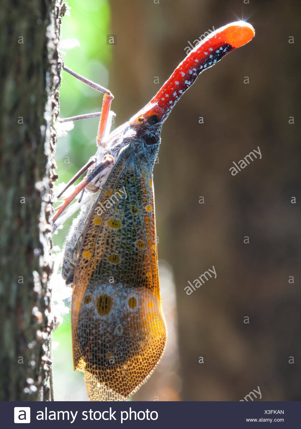 Fulgoridae Stock Photos & Fulgoridae Stock Images - Alamy
