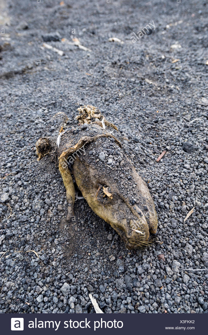 Mummified Mummified High Resolution Stock Photography and Images - Alamy