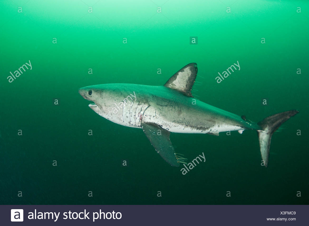 Copepod High Resolution Stock Photography and Images - Alamy