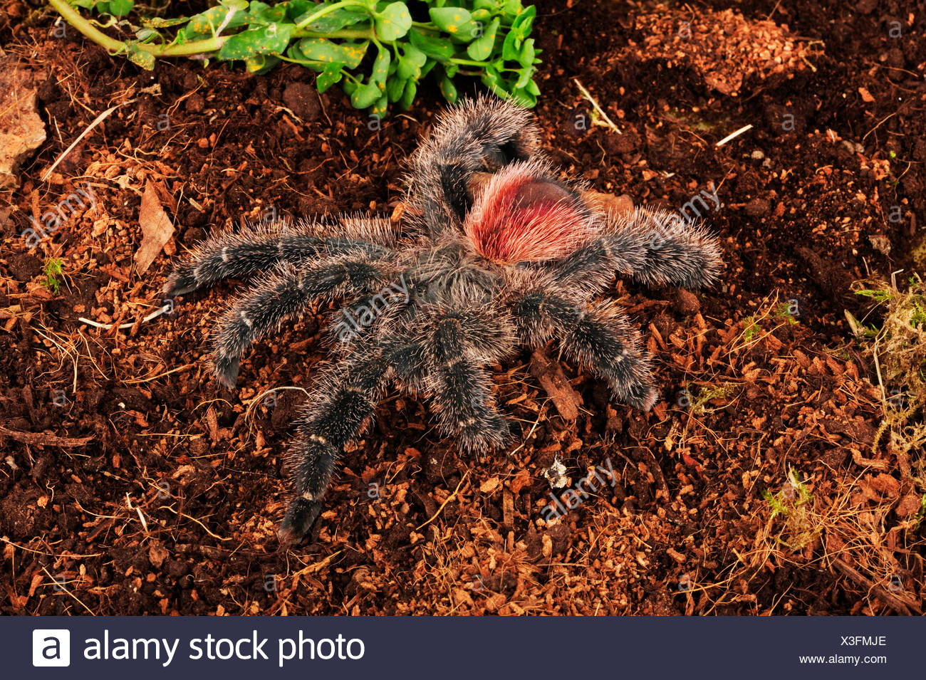 Amazon Spider Stock Photos & Amazon Spider Stock Images - Alamy