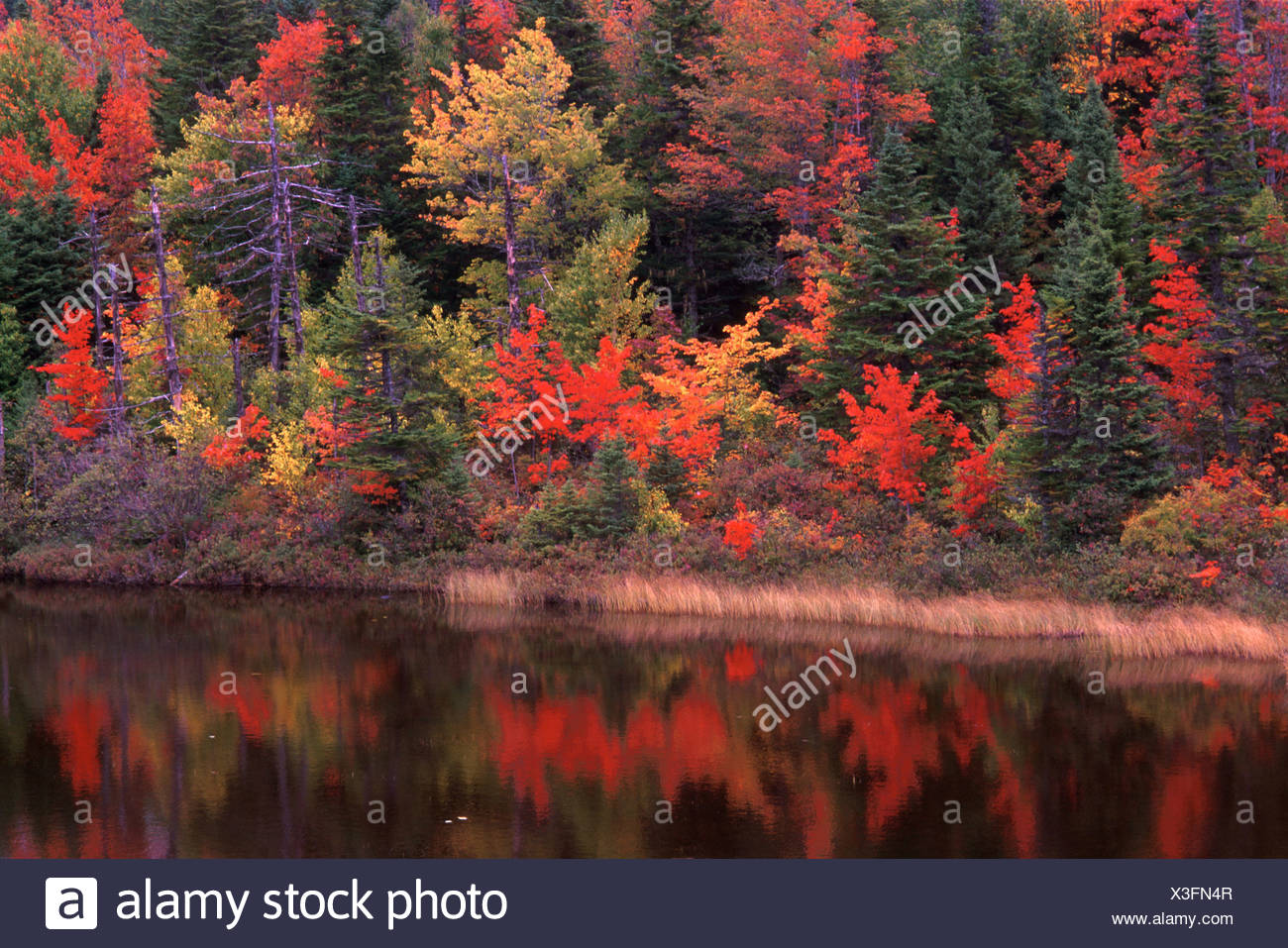 Windsor Red High Resolution Stock Photography and Images - Alamy