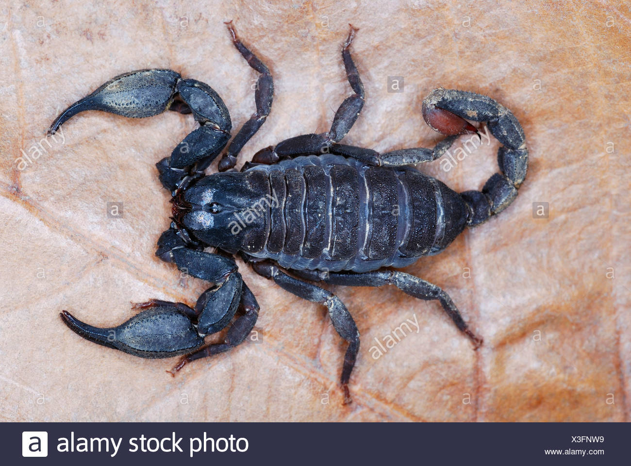 Scorpion Tails High Resolution Stock Photography and Images - Alamy