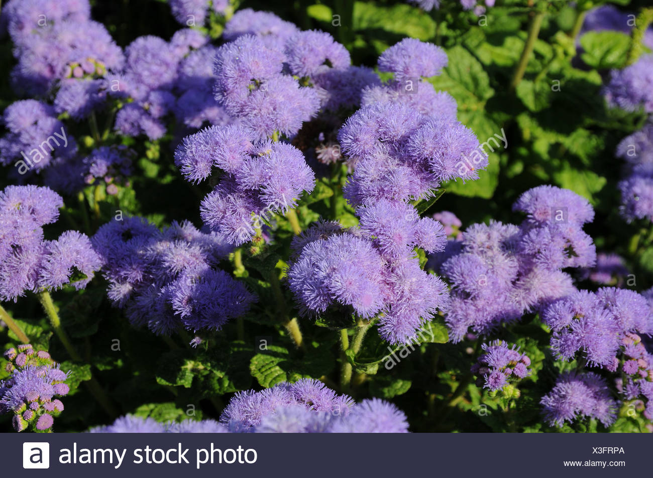 Blueweed High Resolution Stock Photography and Images - Alamy